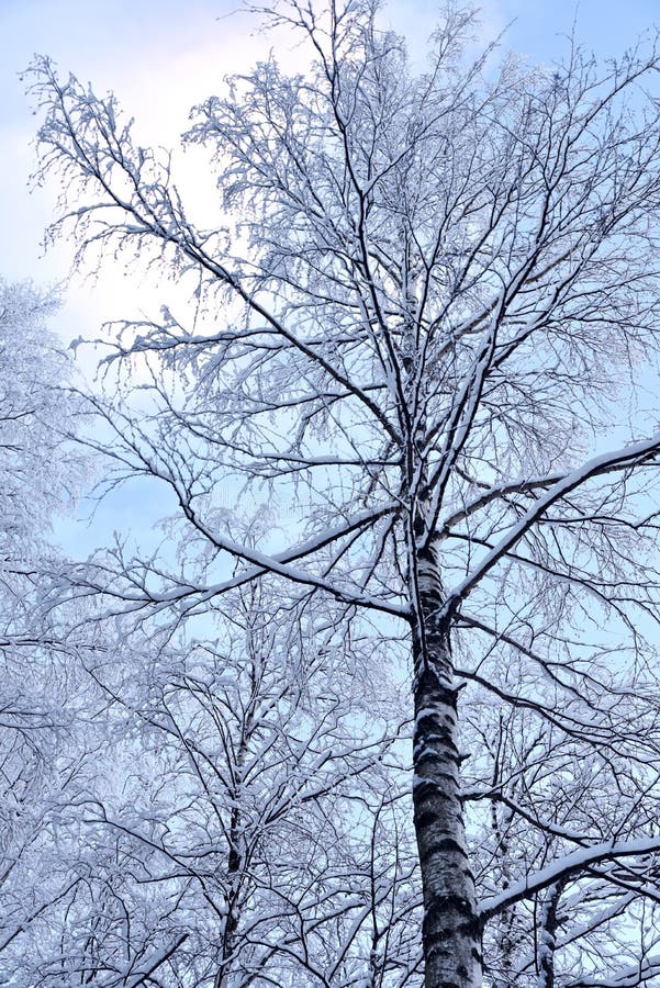 Birch tree forest, Finland stock photo. Image of forest - 157171314