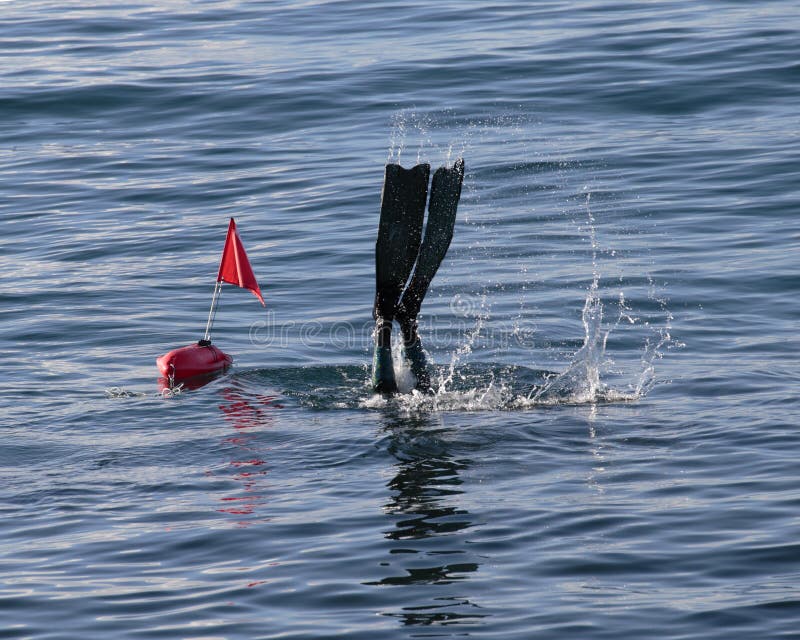 Fins stock image. Image of swim, flag, fins, long, ripple - 100531905