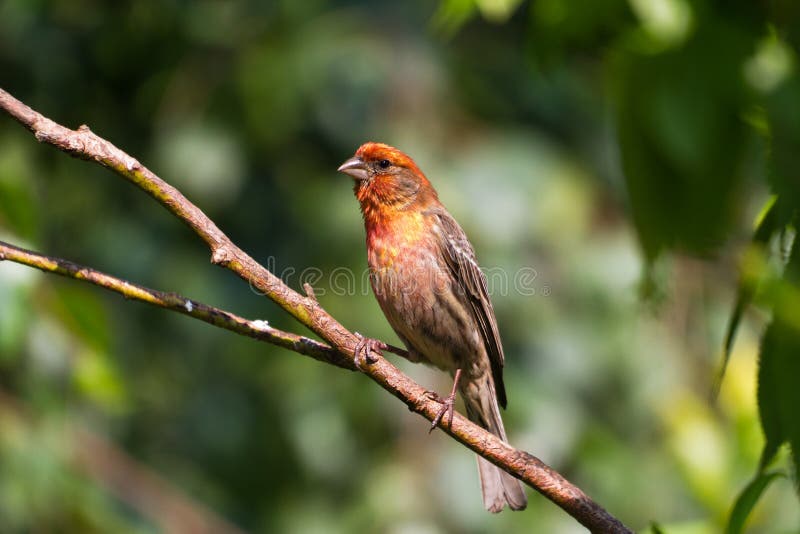 Pinzón doméstico imagen de archivo. Imagen de fauna, verde - 63181877