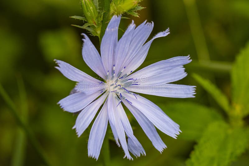 Fiolet Flower with Yellow Inside Stock Photo - Image of floral, green ...