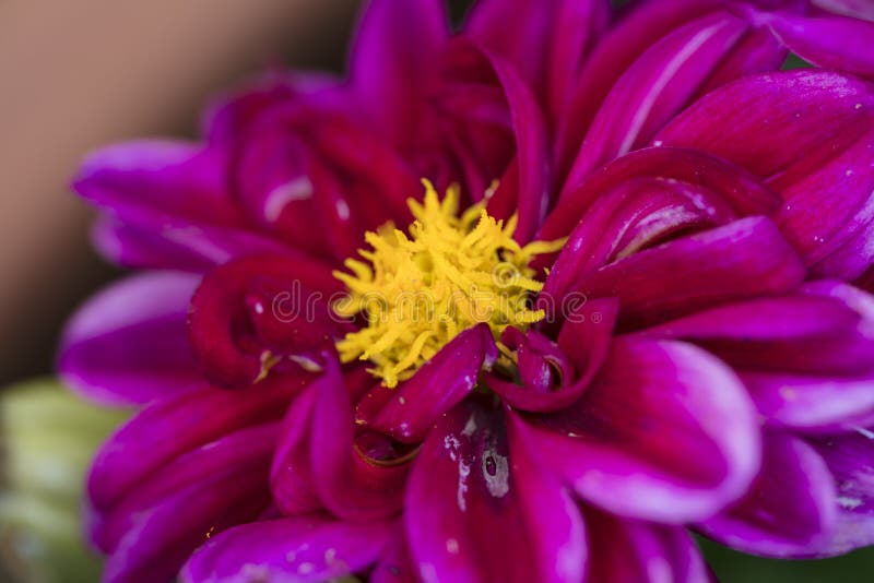 Fiolet Flower with Yellow Inside Stock Photo - Image of beautiful ...