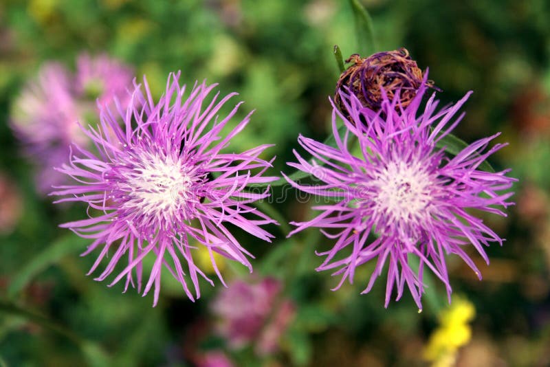 Fiordaliso rosa fotografia stock. Immagine di rosa, polveroso - 41267366