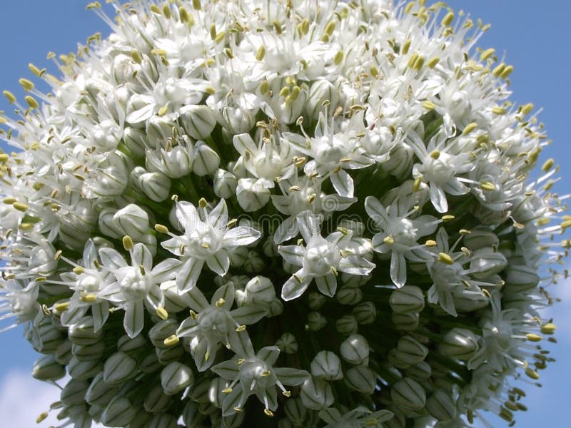 Fiore Di Cipolla. Alleati Di Cipolle in Fiore. Cipolla Verde. Ciclo Di ...