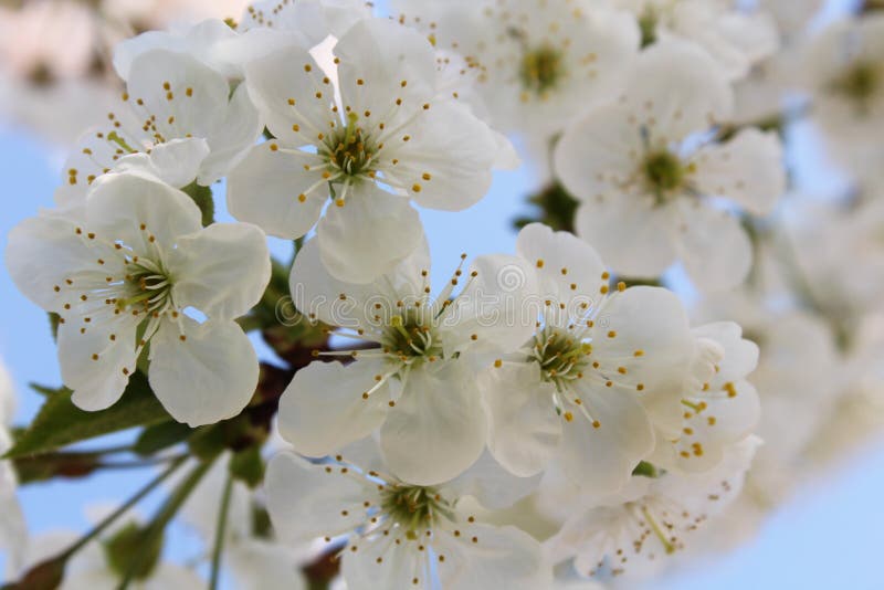 Fiore fotografia stock. Immagine di nettare, vaso, dandelione - 89636774
