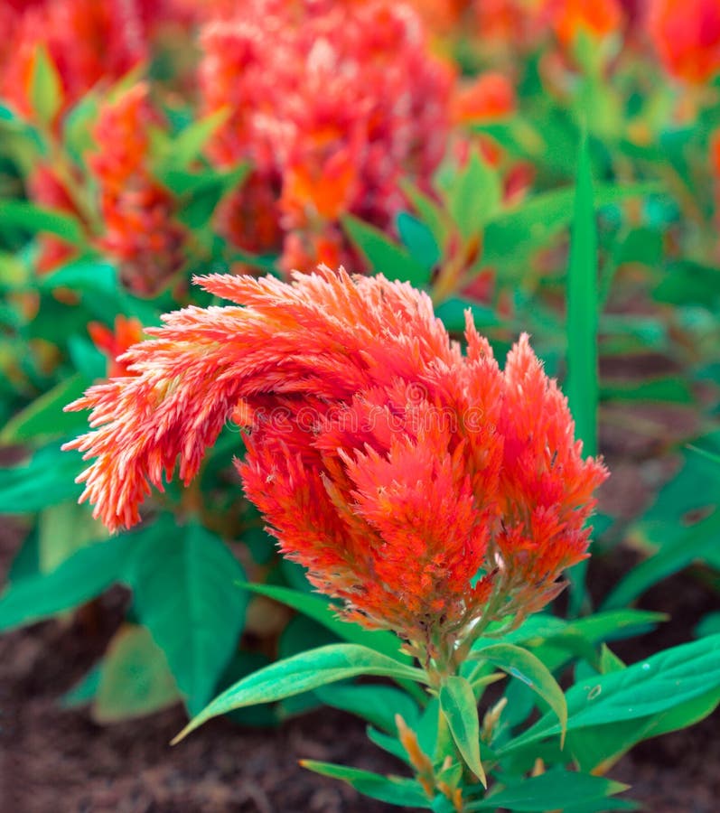 Fiore Arancio Della Cresta Di Gallo Fotografia Stock - Immagine di ...