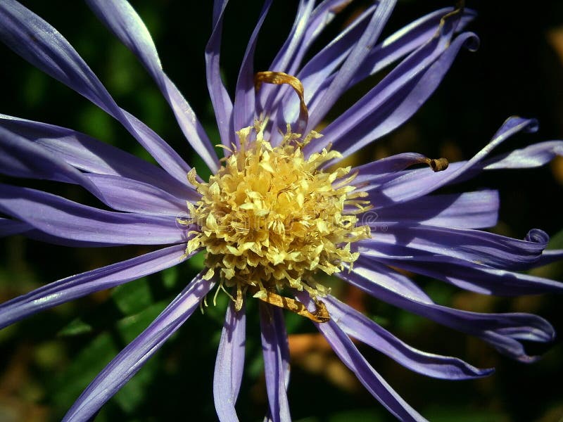 Fiore, Aster, Porpora, Pianta Immagine. Immagine: 112678329
