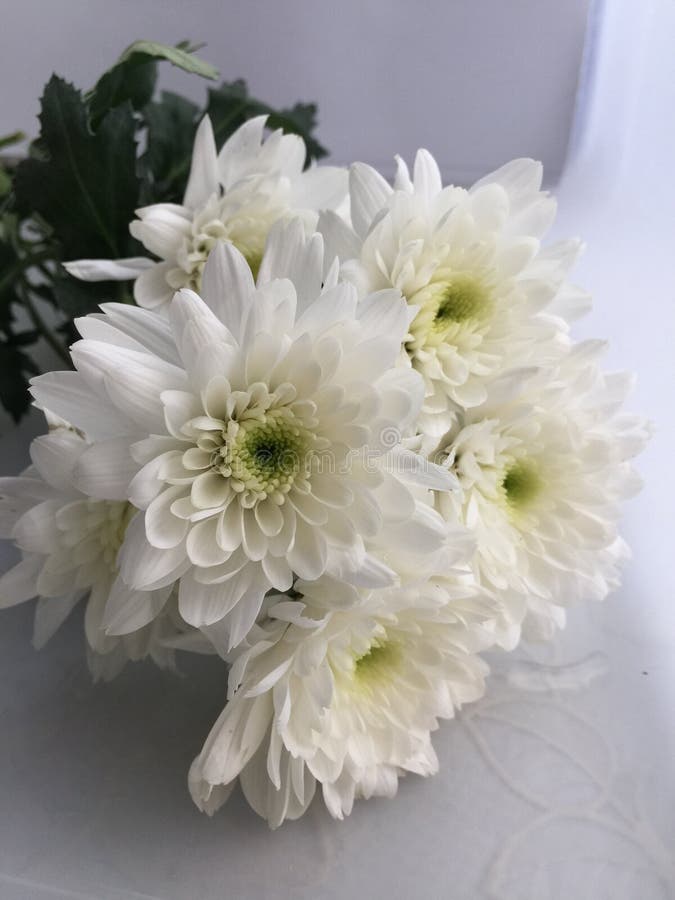 Fiore bianco fotografia stock. Immagine di flora, fioraio - 64695282