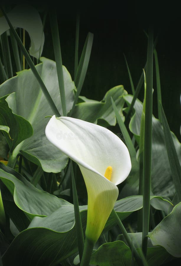 Fiore bianco del calla immagine stock. Immagine di sviluppisi - 12703665