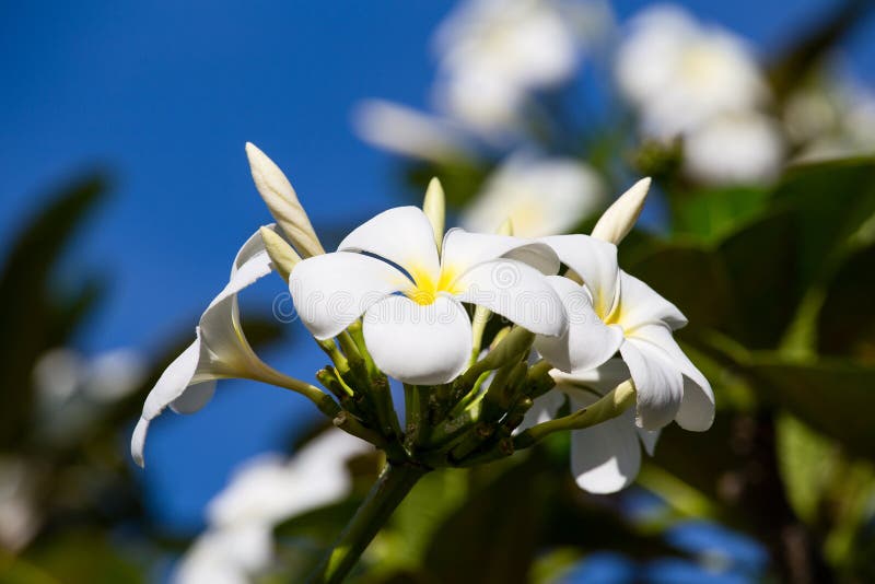 Fiore Bianco Del Frangipane (plumeria) Fotografia Stock - Immagine di ...