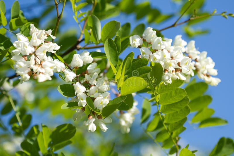 Fiore bianco dell'acacia immagine stock. Immagine di luce - 66878171