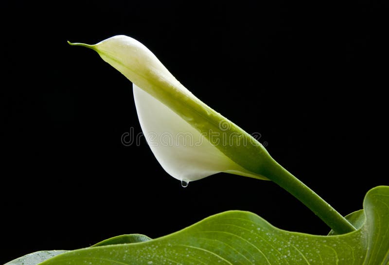 Fiore bianco della calla. fotografia stock. Immagine di bello - 37180156
