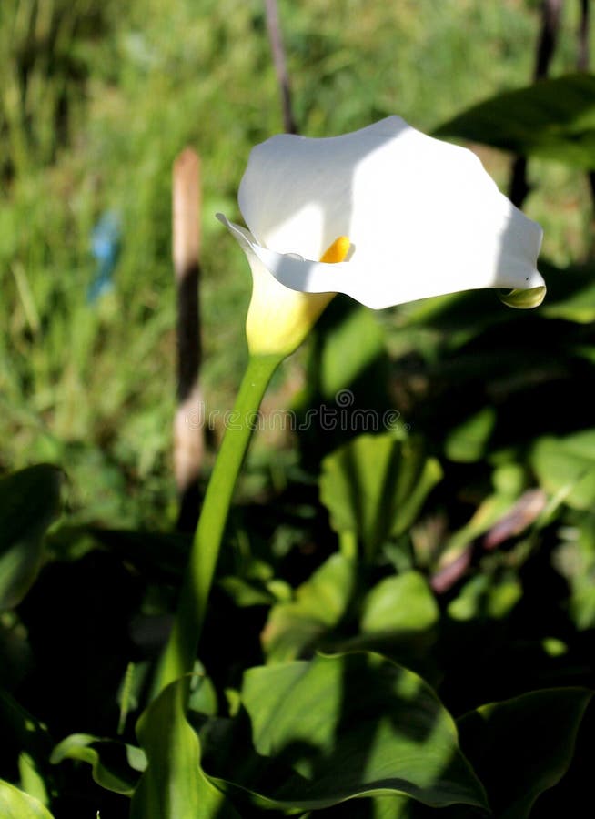 Fiore Bianco Della Calla Con La Grande Foglia Verde Fotografia Stock ...