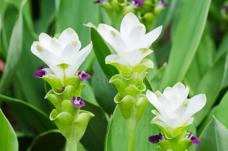 Fiore bianco della curcuma immagine stock. Immagine di background ...