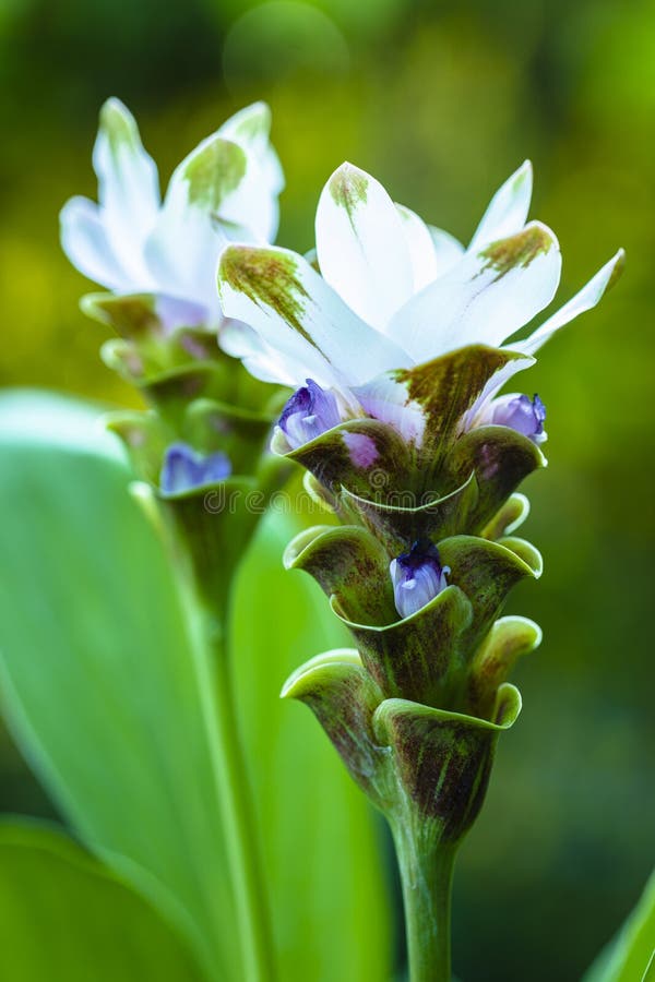 Fiore bianco della curcuma immagine stock. Immagine di sfondo - 153502577