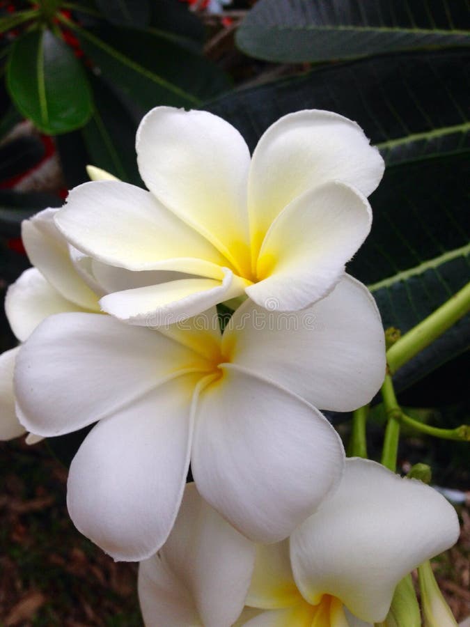 Fiore Bianco E Giallo Del Frangipane Di Plumeria Fotografia Stock ...