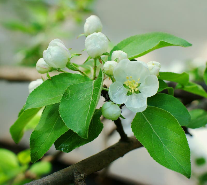 Fiore bianco su di melo immagine stock. Immagine di verde - 137328865