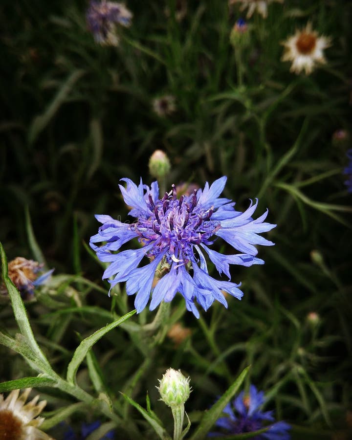 Fiore blu fotografia stock. Immagine di fiore, nave - 113659010