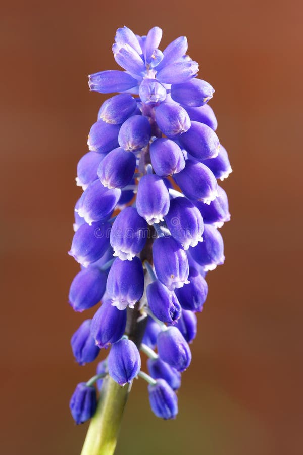 Fiore primaverile blu fotografia stock. Immagine di profumo - 2294320