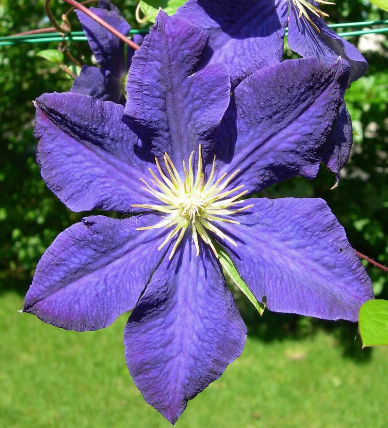 Fiore Blu Porpora Della Clematide Immagine Stock - Immagine di ...