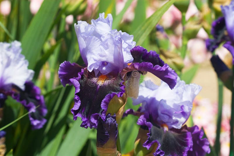 Fiore Blu Vellutato Dell'iride Immagine Stock - Immagine di foglio ...