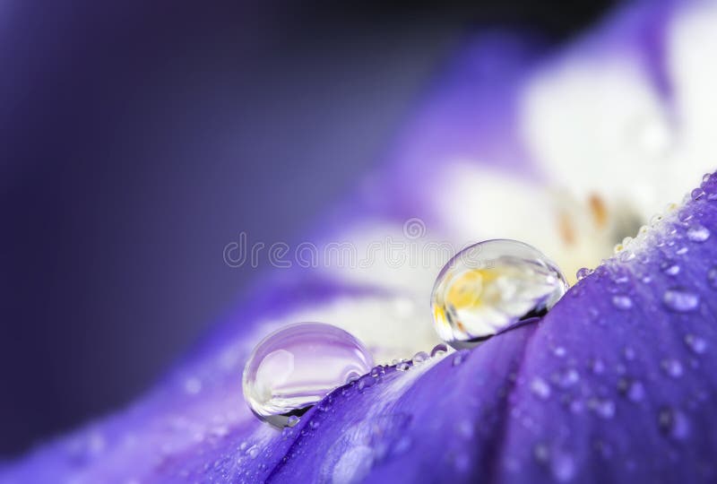 Fiore Con Goccia Di Rugiada Immagine Stock - Immagine di foglio, rude ...