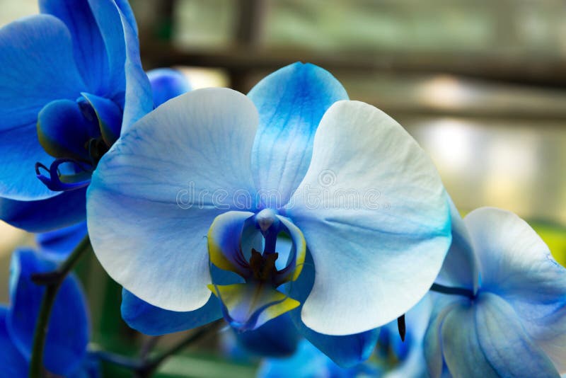 Fiore Del Blu Dell'orchidea Immagine Stock - Immagine di corpo ...