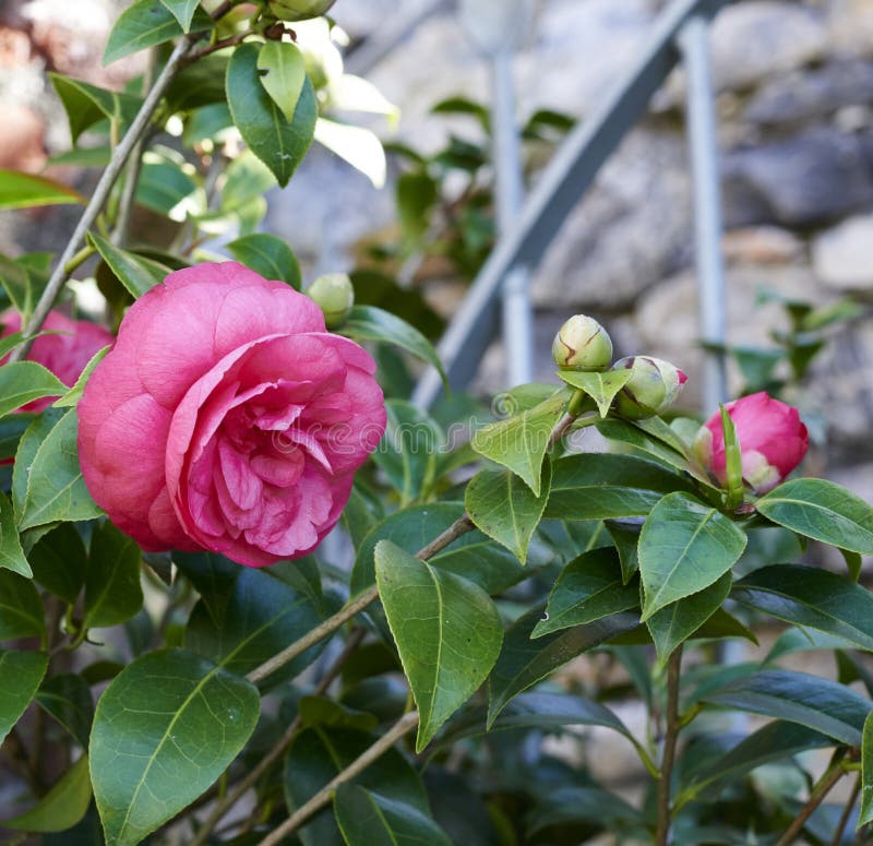Fiore del camelia fotografia stock. Immagine di nave - 53961556