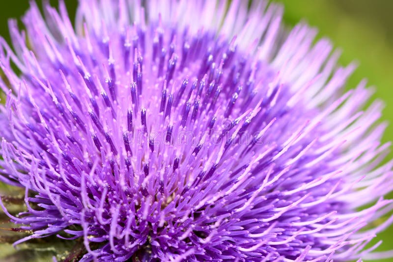 Fiore di cardo selvatico fotografia stock. Immagine di autunno - 1201726