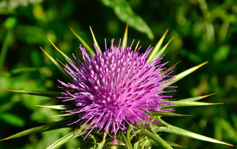 Cardo Selvatico Di Fioritura Flowerhead Del Cardo Selvatico Di Latte ...