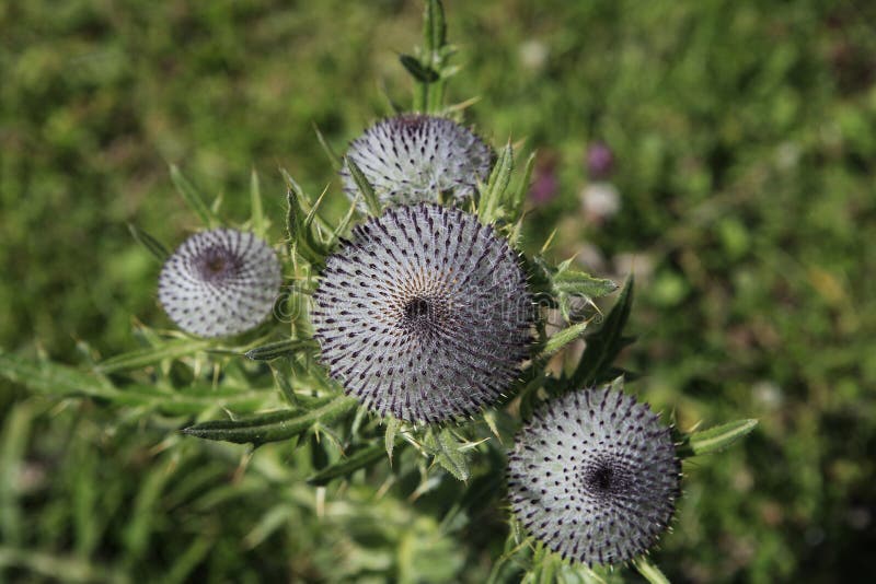 Fiore Del Cardo Selvatico Nelle Alpi Fotografia Stock - Immagine di ...