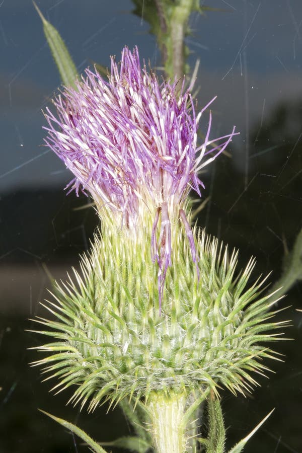 Fiore del cardone immagine stock. Immagine di sfondo - 42946831