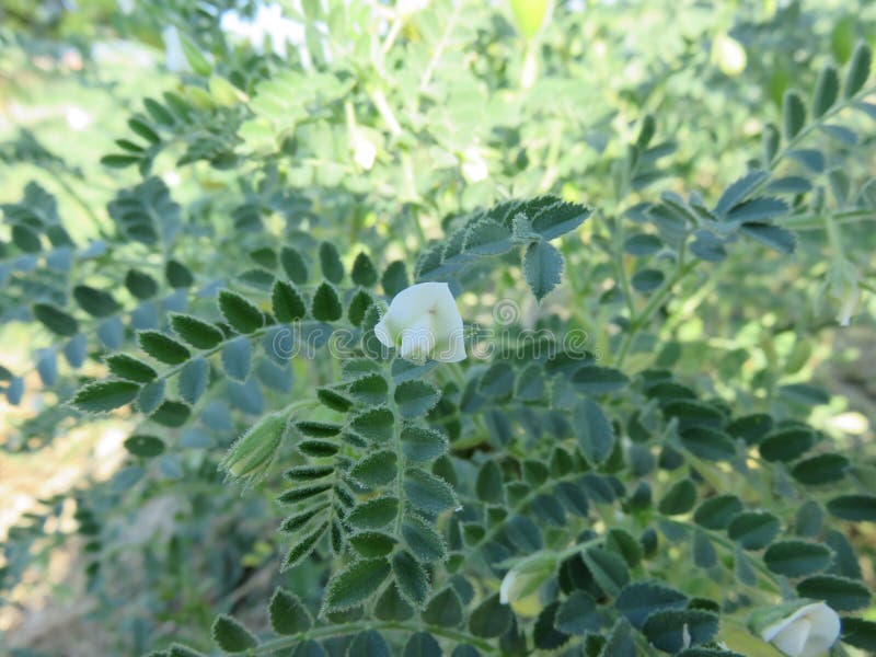 Fiore del Cece stock image. Image of flower, fiore, leaf - 95251137