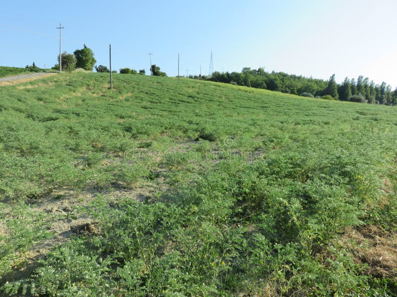 Fiore del Cece stock photo. Image of completely, cece - 95251272