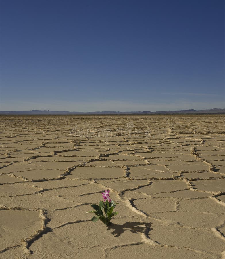 Fiore del Deserto immagine stock. Immagine di fango, fiore - 9420497