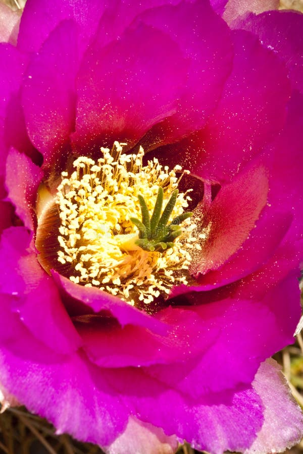 Fiore di fico d'India immagine stock. Immagine di polline - 14445507