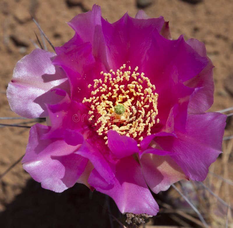 Fiore del fico d'india fotografia stock. Immagine di balbuzie - 55322084