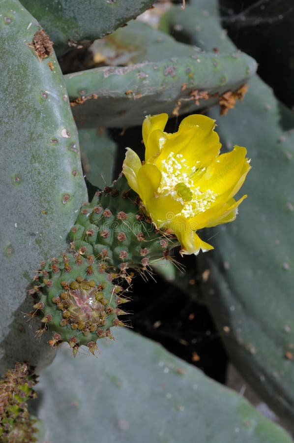 Fiori Del Fico D India Foto Stock - Download 478 Royalty Free Photos