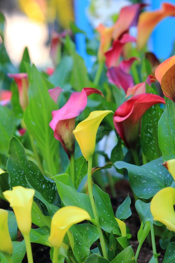 Fiore Del Fiore Della Calla Immagine Stock - Immagine di floreale ...