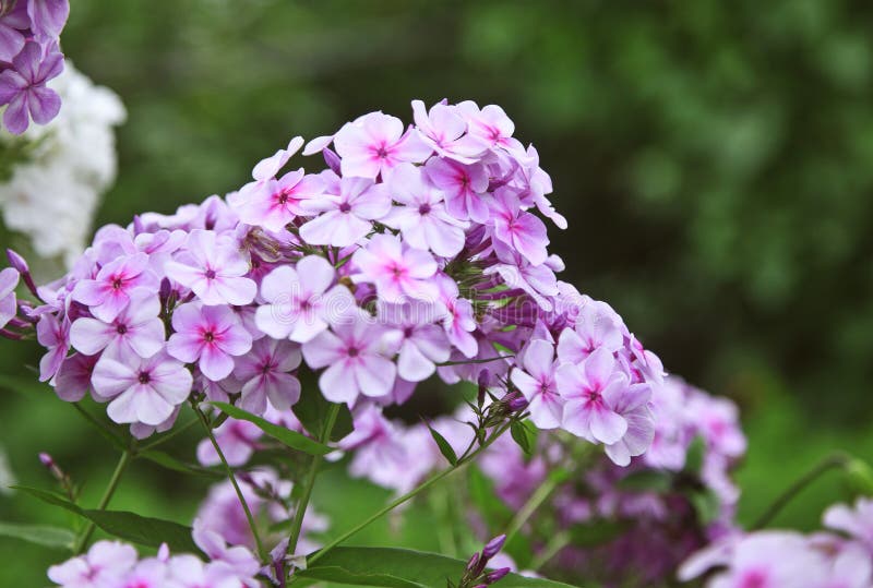 Fiore del flox immagine stock. Immagine di rosa, fioritura - 42906285