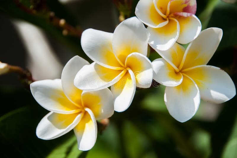 Fiore del frangipane fotografia stock. Immagine di pianta - 41110414