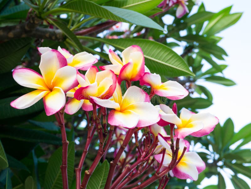 Fiore del frangipane immagine stock. Immagine di caraibico - 41304849