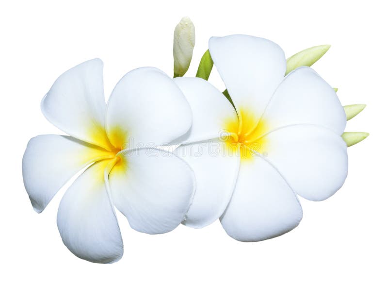 Fiore del frangipane immagine stock. Immagine di scheda - 42206859