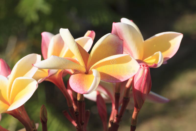 Fiore Del Frangipane O Di Plumeria Fotografia Stock - Immagine di ...