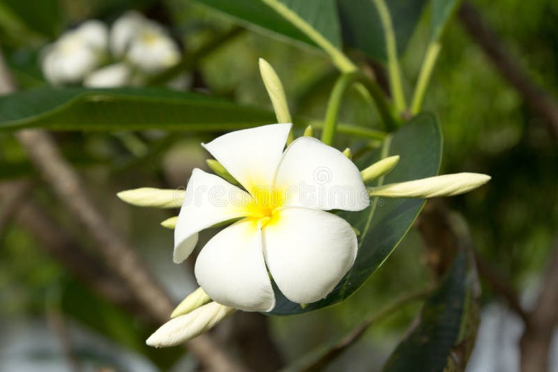 Fiore Del Frangipane O Di Plumeria Immagine Stock - Immagine di ...