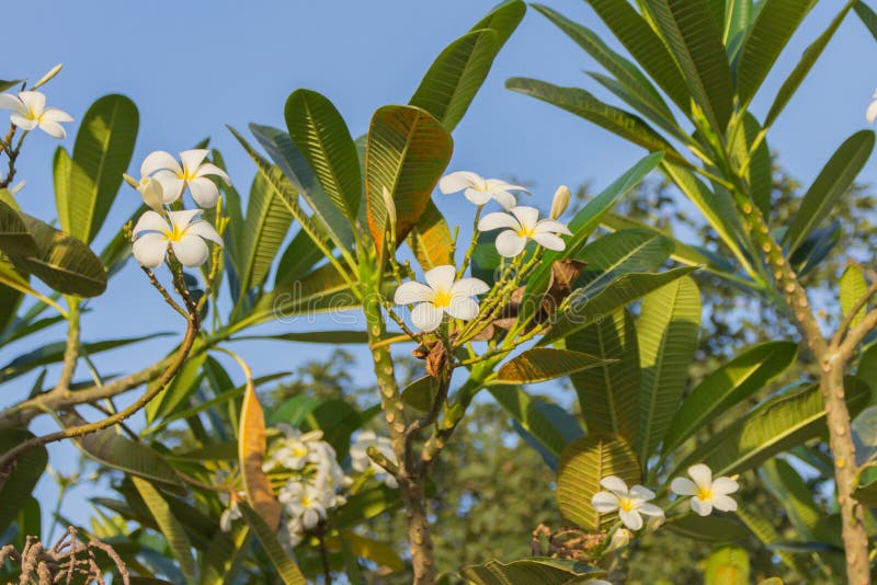 Fiore Del Frangipane O Di Plumeria Immagine Stock - Immagine di ...