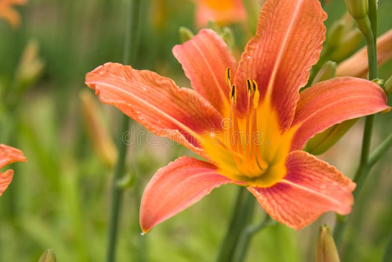 Fiore del lilium di Lilly fotografia stock. Immagine di fiore - 14820466