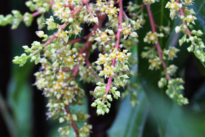 Fiore del mango immagine stock. Immagine di colore, fuoco - 32280935