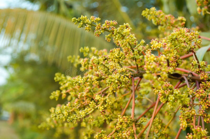 Fiore del mango immagine stock. Immagine di mango, piante - 63992379