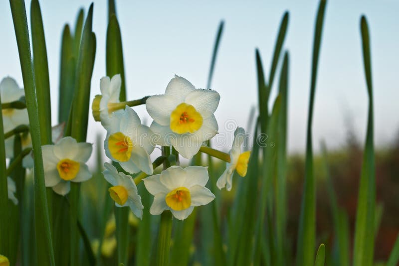 Fiore del narciso immagine stock. Immagine di verde, pistole - 11380519