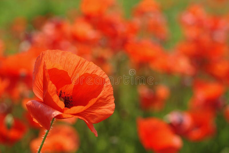 Papavero a fuoco immagine stock. Immagine di corolla, papavero - 1961157
